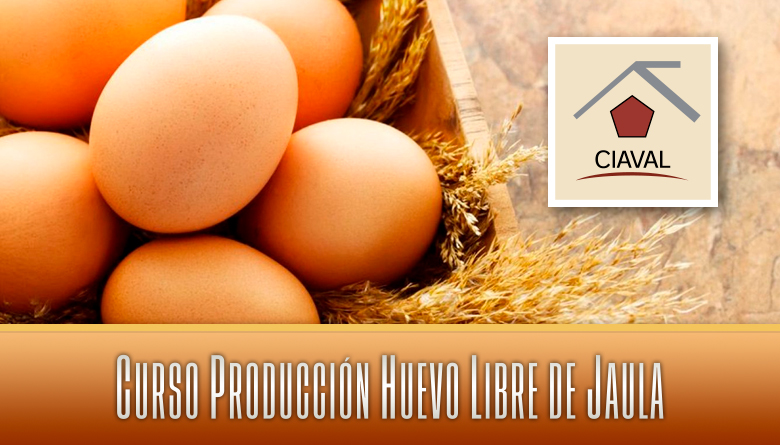Curso técnico huevo libre de jaula