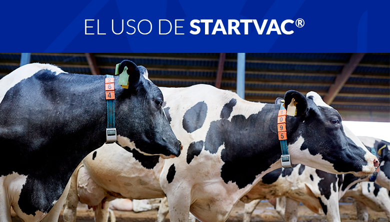 Testimonial del uso de la vacuna STARTVAC®