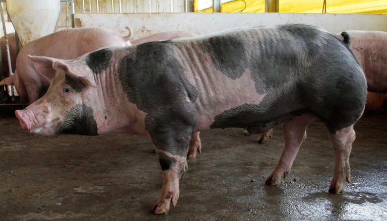 Selección y manejo del verraco