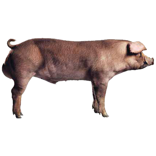 TN Duroc