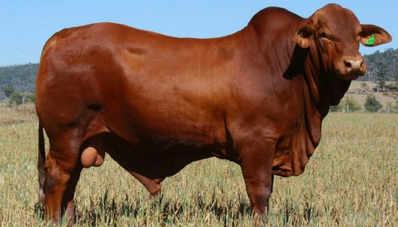 Razas de Vacas