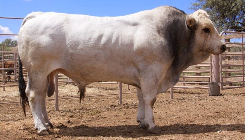 Razas De Toros En Mexico Bovine Mexico