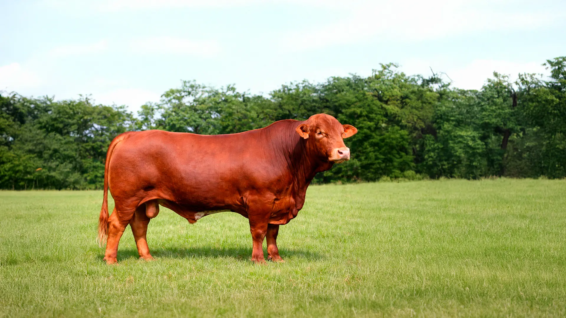 Beefmaster
