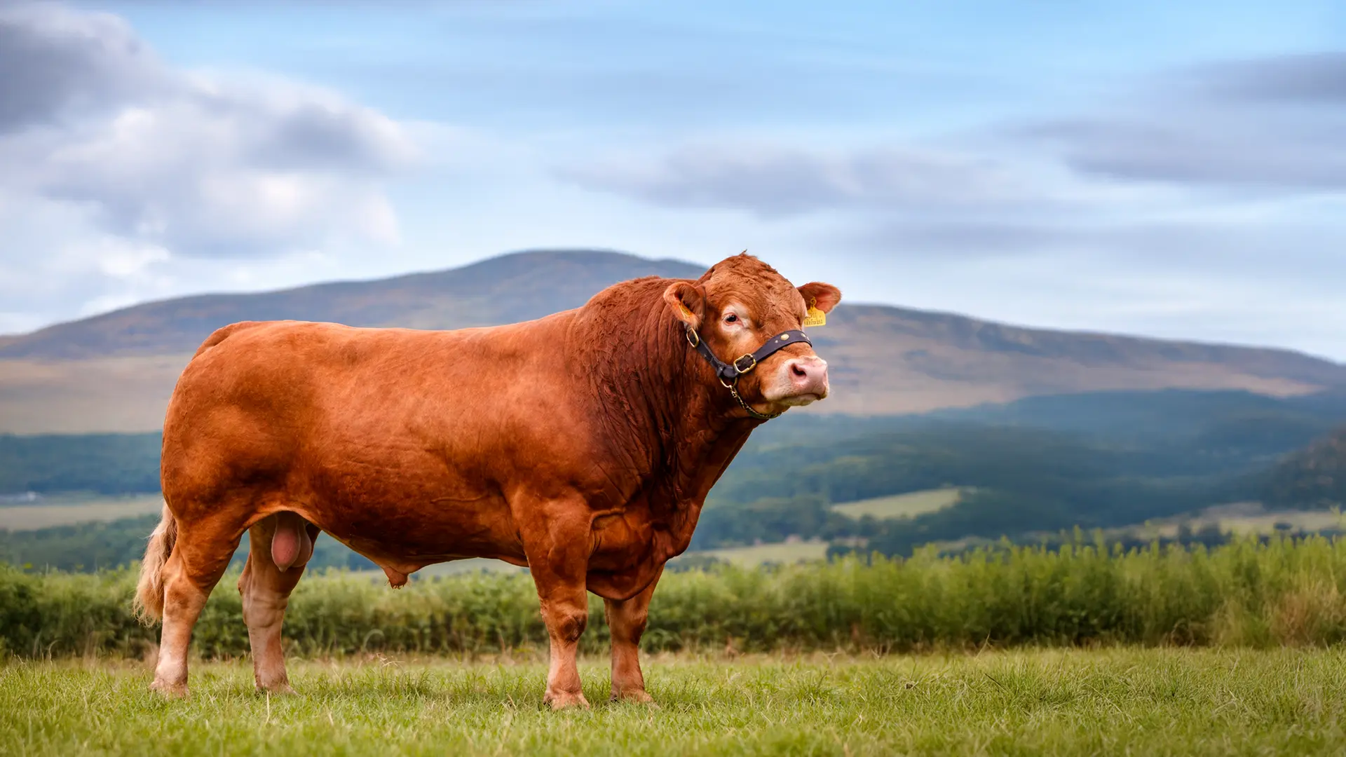 Razas de Vacas