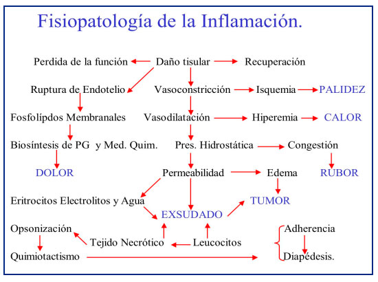Proceso Inflamatorio y los Antiinflamatorios