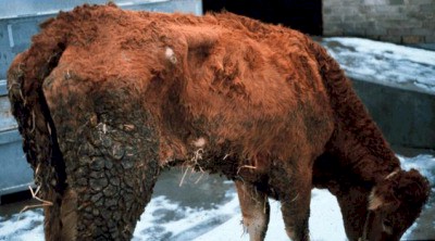 Paratuberculosis bovina