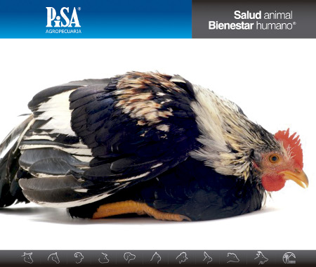 Pueden Los Perros Contraer Coccidios De Los Pollos