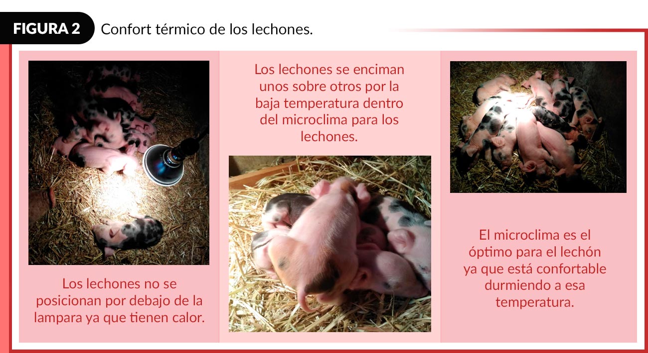 Puntos clave para el manejo de la cerda y su camada durante el parto
