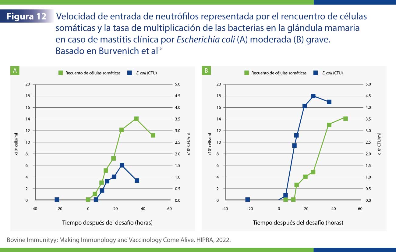 Estrategias de inmunomodulación para combatir la mastitis