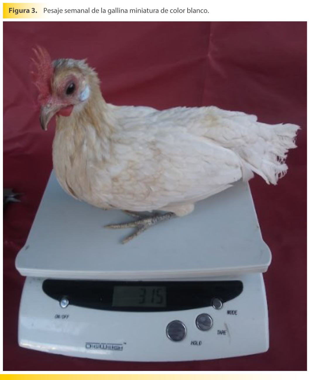 Características morfológicas y productivas de las gallinas miniatura