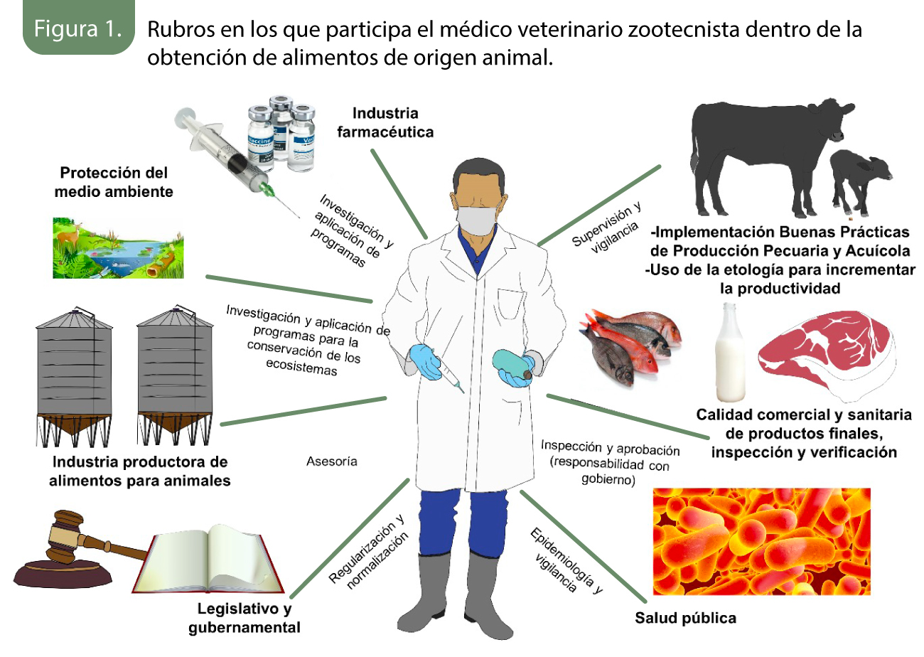 El rol del médico veterinario zootecnista en la producción animal, la ...