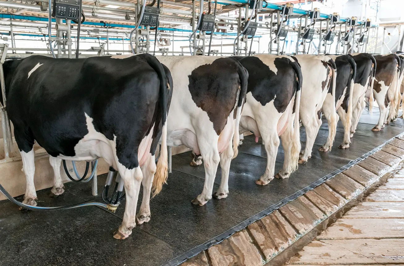 LA MASTITIS EN LAS VACAS – Hablemos del campo