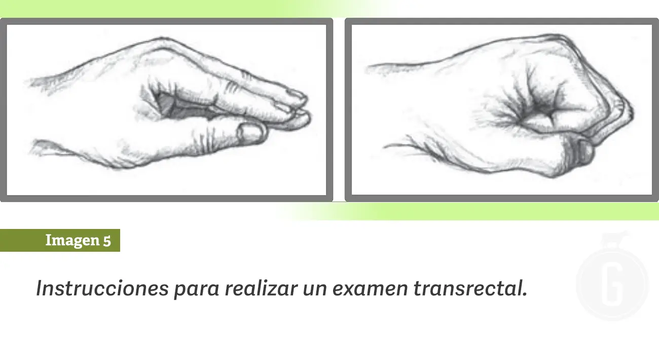 Palpación Transrectal En Vacas Para Qué Sirve Y Cuál Es La Manera