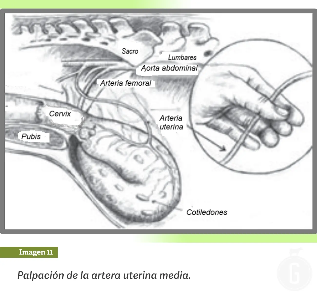 Palpación transrectal en vacas, ¿para qué sirve y cuál es la manera ...