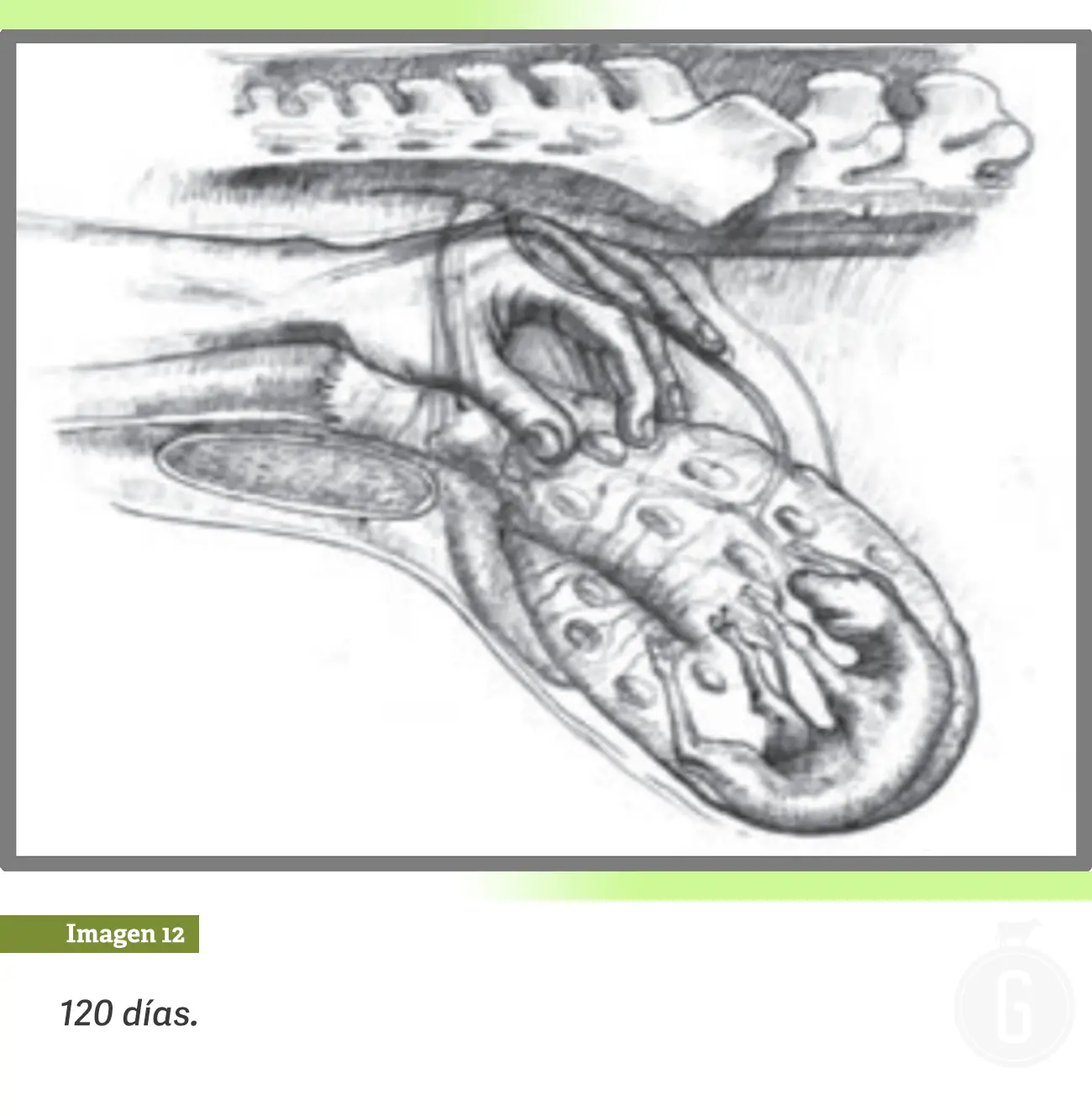 Palpación transrectal en vacas, ¿para qué sirve y cuál es la manera ...