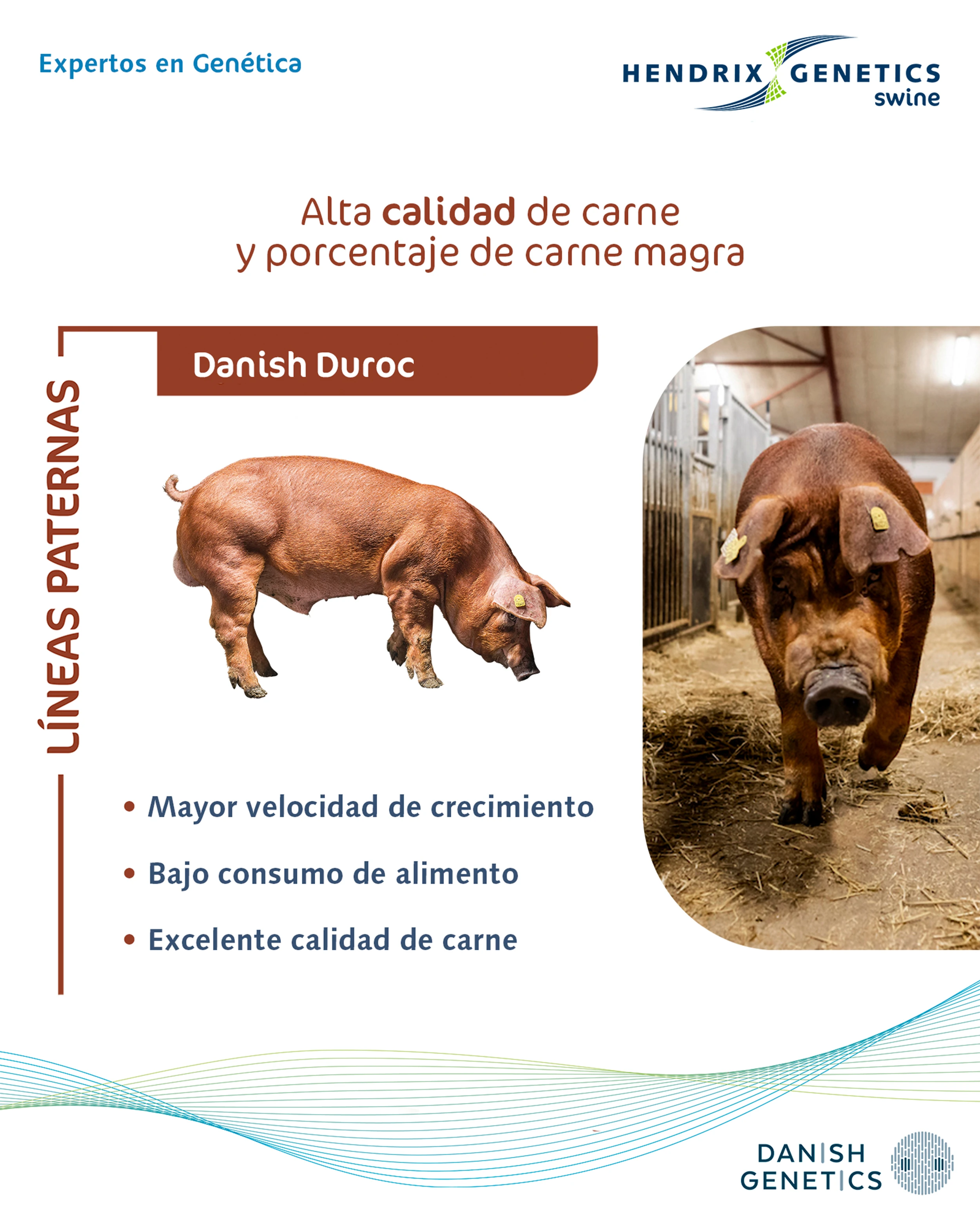 Duroc Danish Genetics